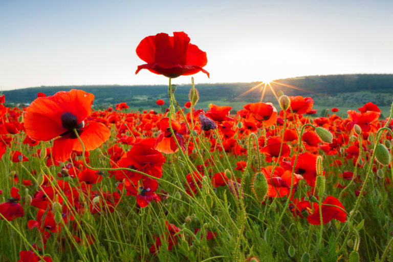 Tall Poppy Syndrome | Parents & Families