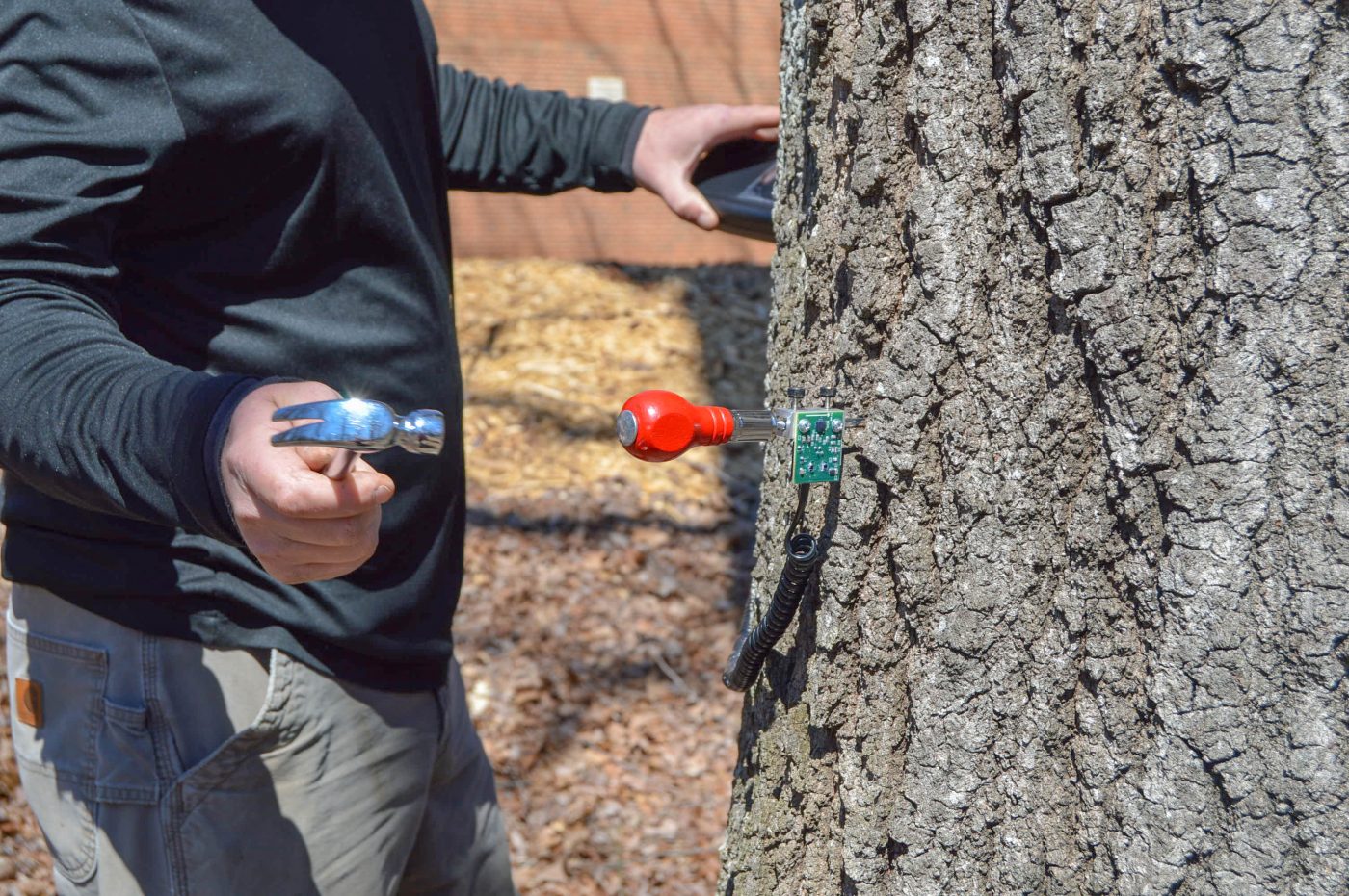 The Tree Doctor Is In - Facilities, Real Estate and Planning