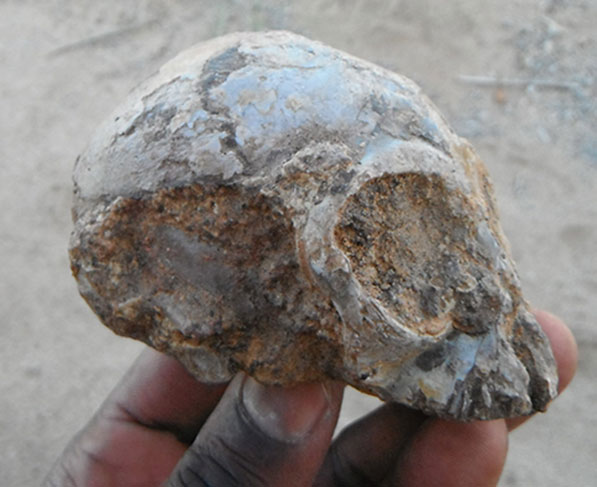 13-million-year old fossil skull sheds light on ape ancestry | Wake ...