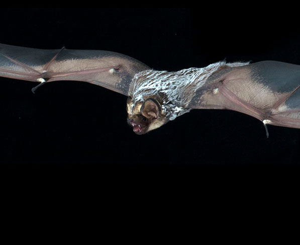 Bats go quiet during fall mating season | Wake Forest News