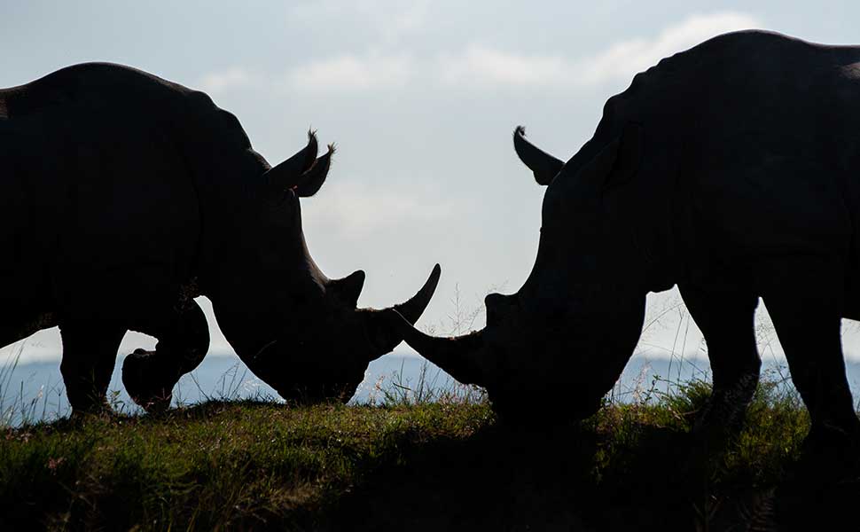 Rhino rescue: Economist is changing the conservation conversation | Wake Forest News