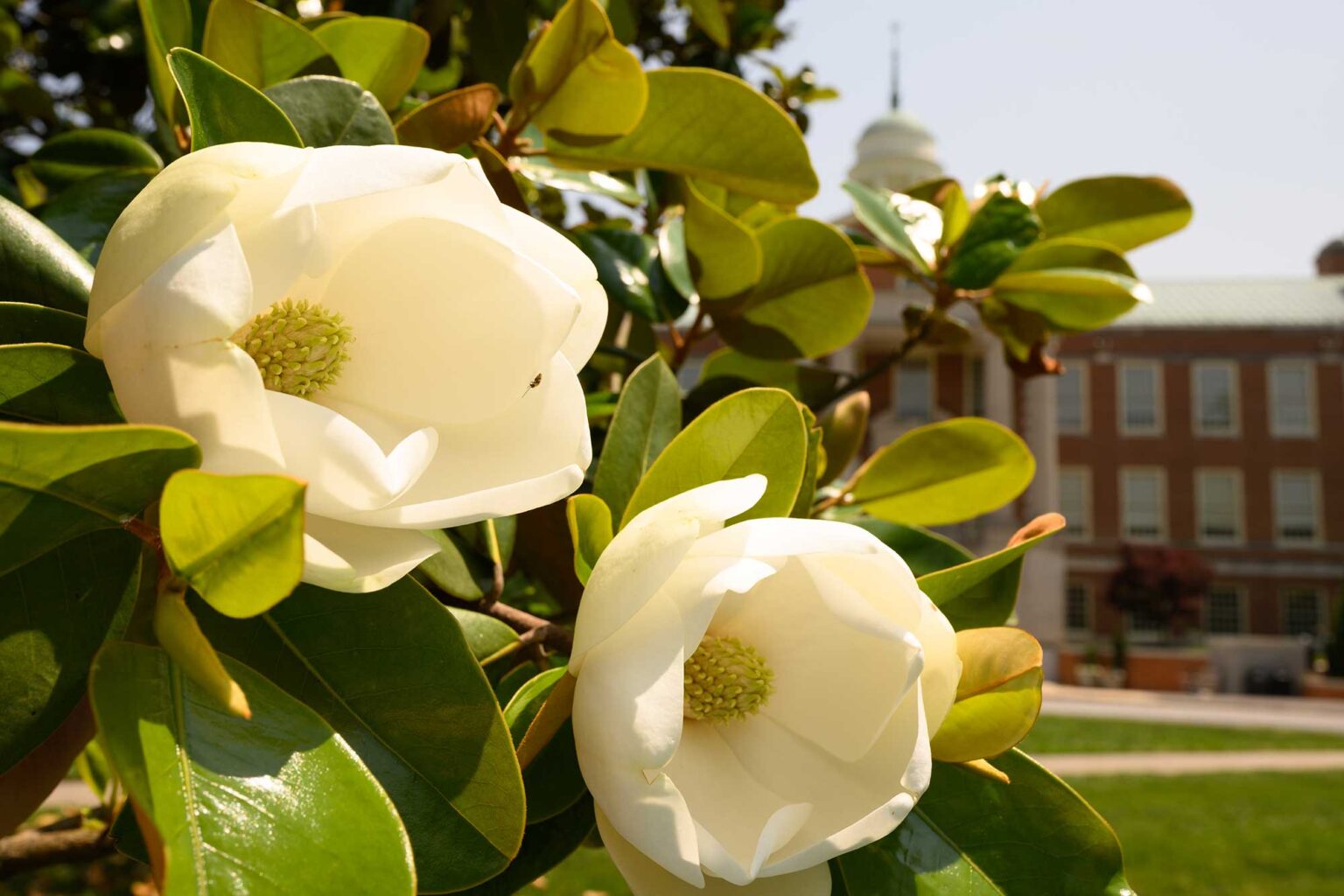 Workday Workstream Teams - Workday