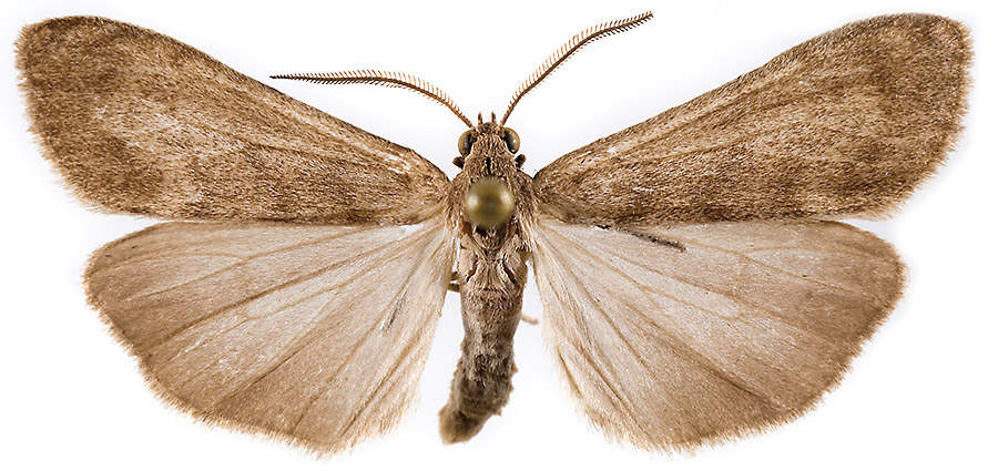 A Natural Selection | Wake Forest Magazine