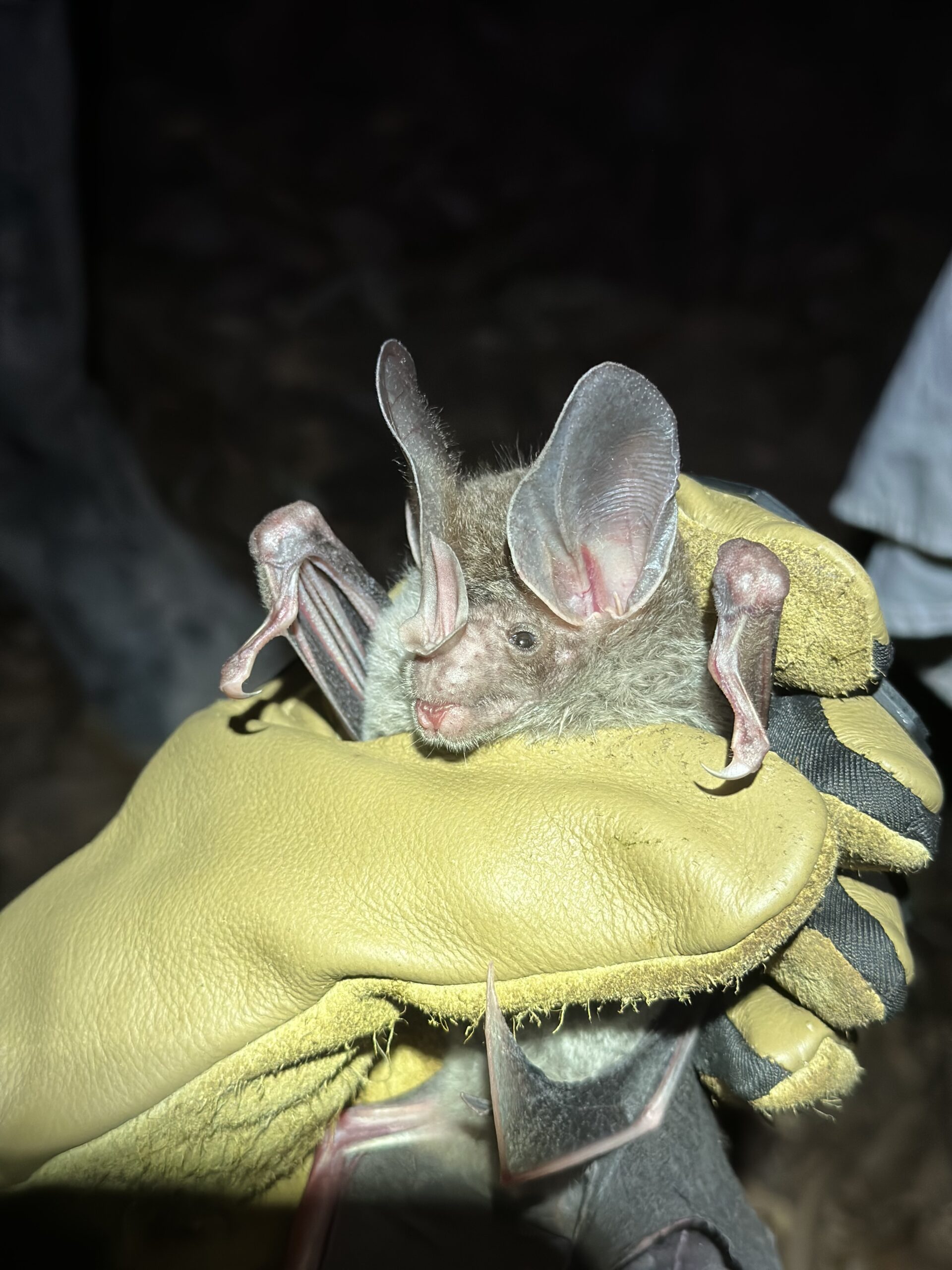 Bat work in the Peruvian Amazon | The Environment and Sustainability ...