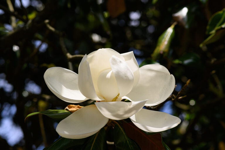 Pro Humanitate - Our Motto Means More