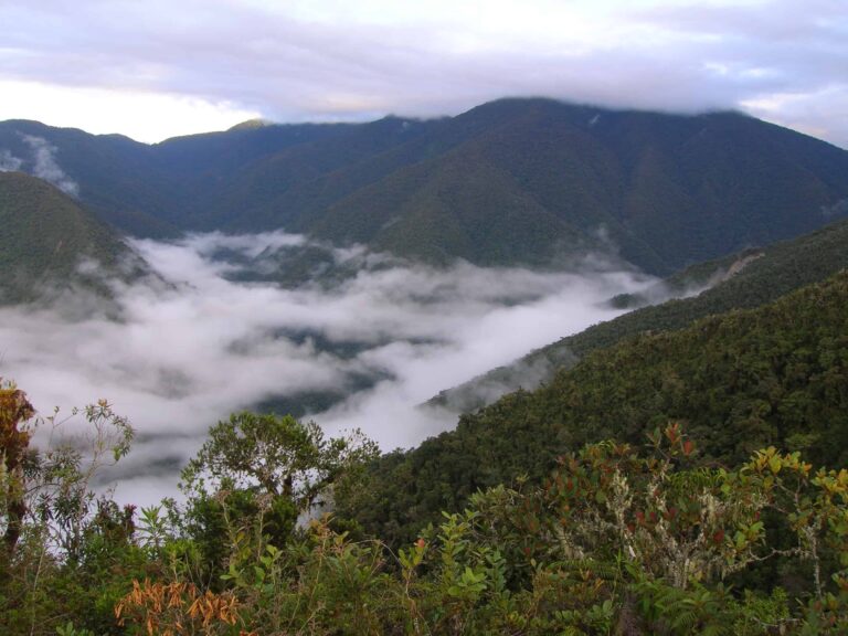 Amazonian Ecosystem Services - The Sabin Center for Environment and ...