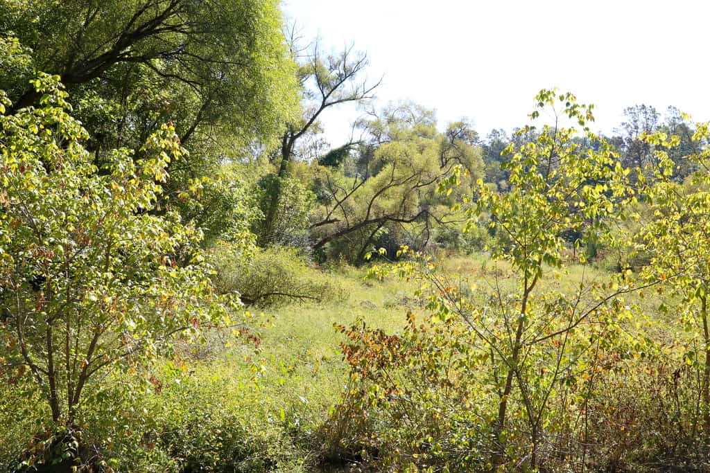 Mid-sized trees have outsized importance when it comes to reproduction ...