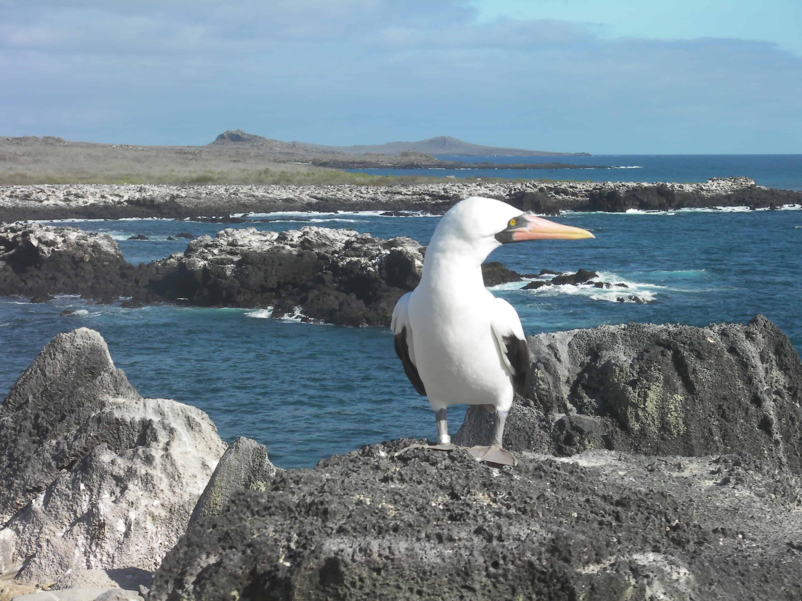 Pacific Seabird Conservation - The Sabin Center for Environment and ...