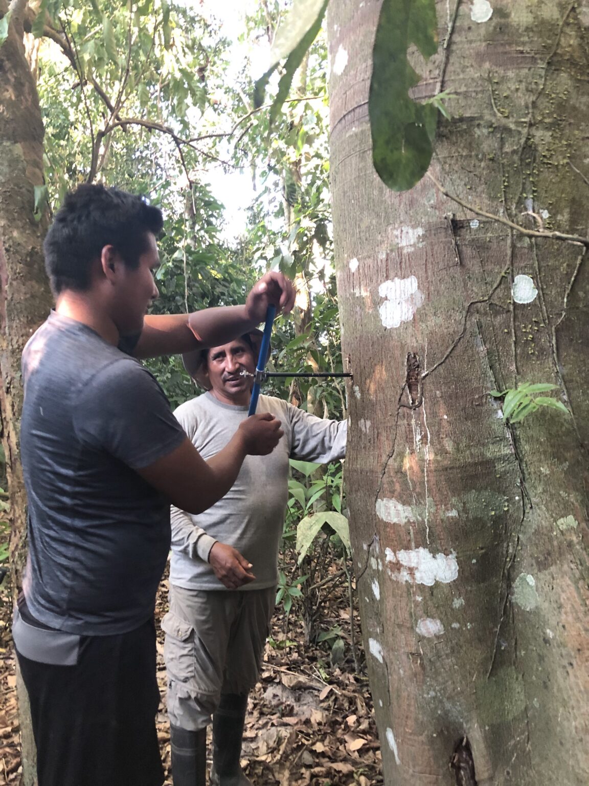 Tree Rings Reveal Hidden History of Mercury Pollution in the Amazon ...