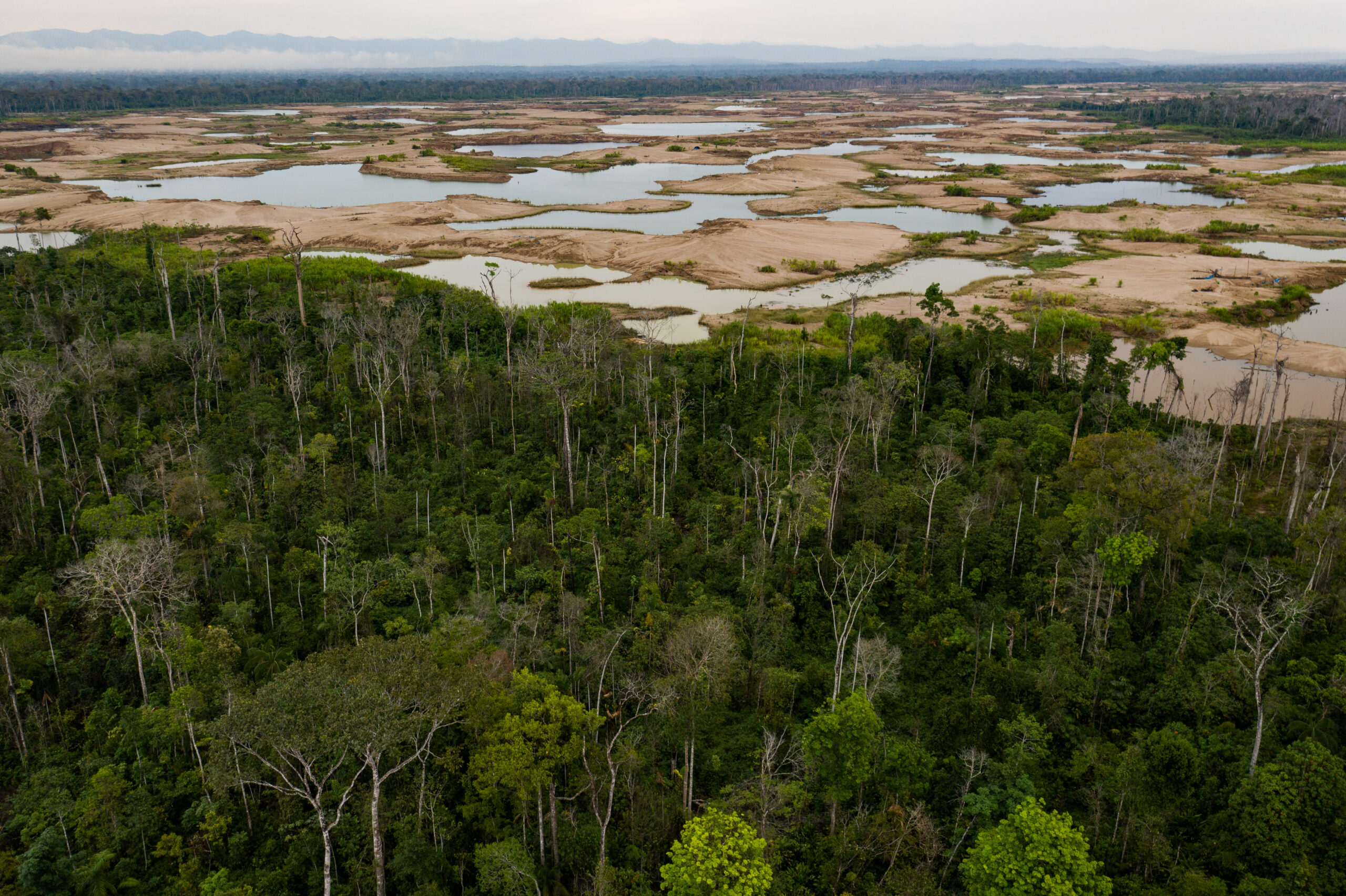Tree Rings Reveal Hidden History of Mercury Pollution in the Amazon ...