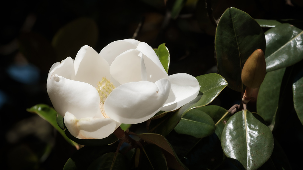 Associate professor of German Heiko Wiggers has died | Inside WFU