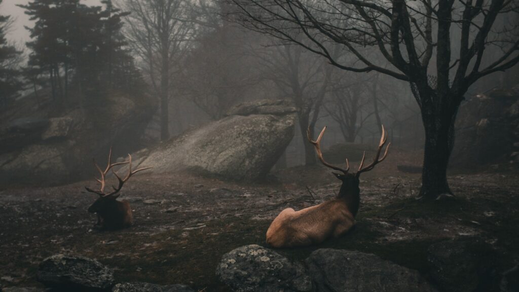 WFDD 2022 Photo of the Year Winner | Inside WFU